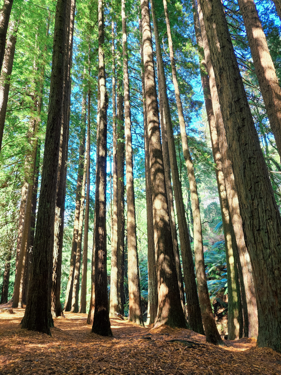 Redwood Forests of Victoria - 2 Cups of Travel