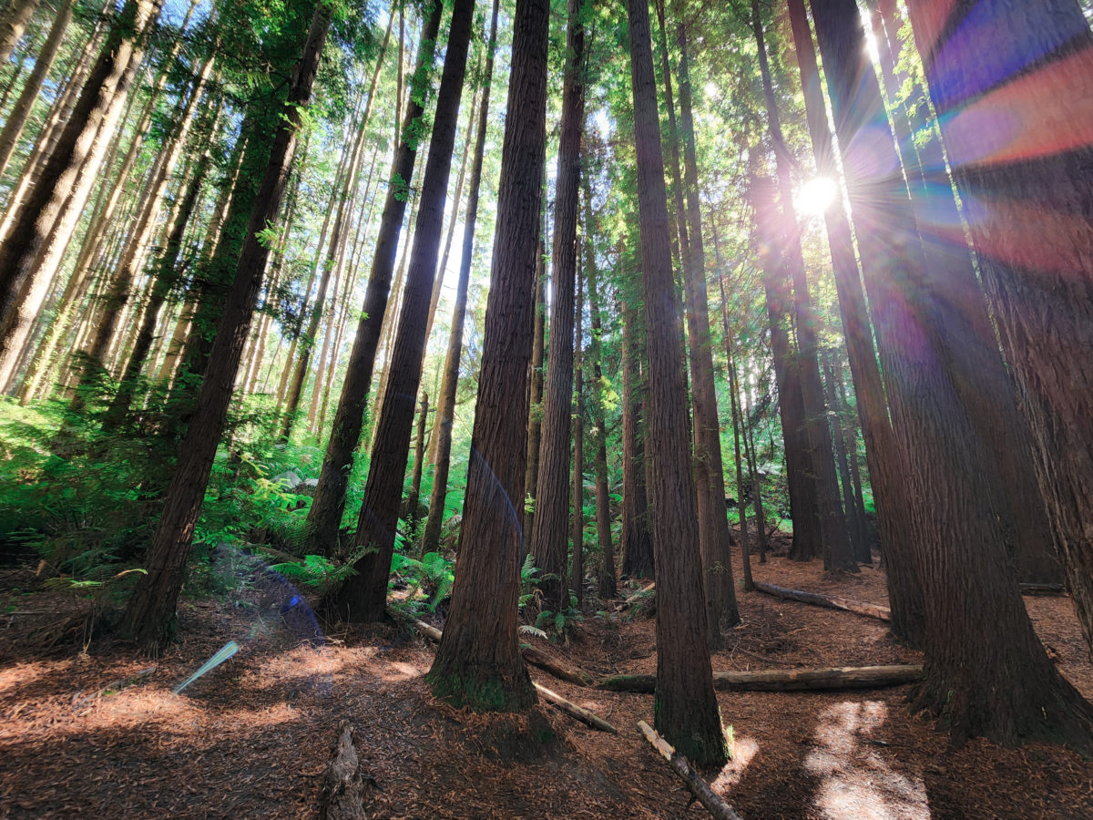 Redwood Forests of Victoria - 2 Cups of Travel